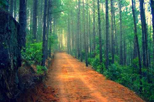BOSQUES DE EL SALVADOR